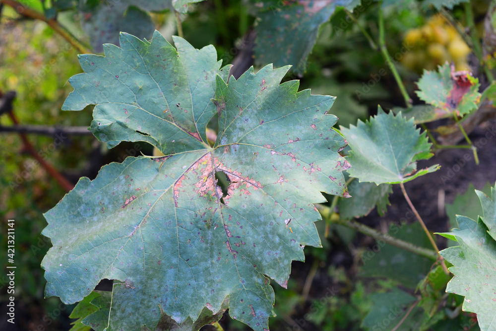 A close-up of a grapevine leaves with brown spots infected by grapevine ...