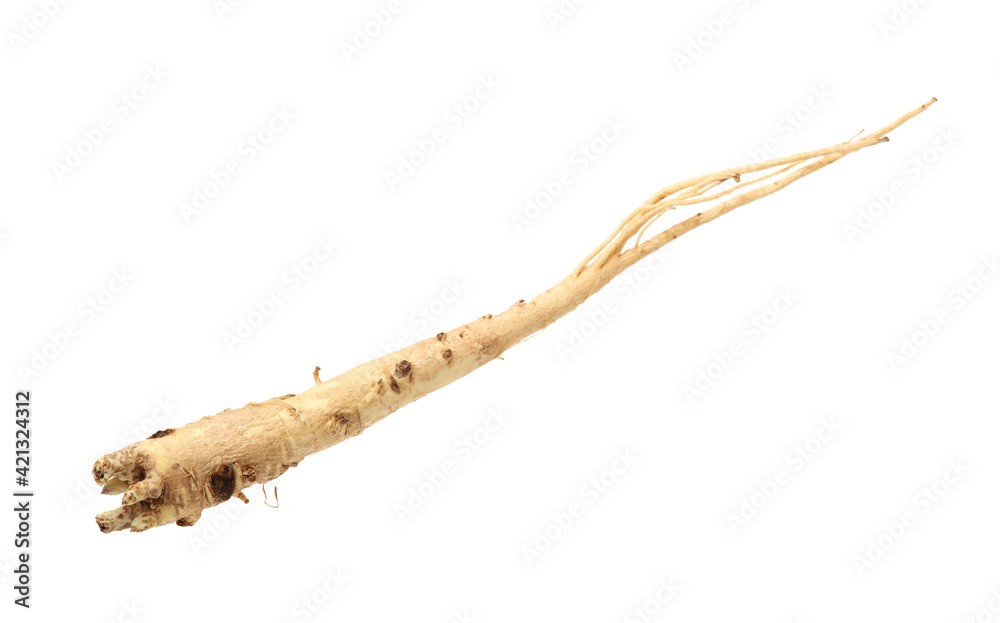 Root of Korean Bellflower (Platycodon grandiflorus) commonly known as ...