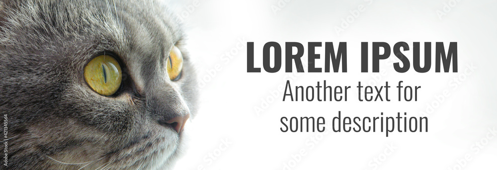 Big scottish cat with large open-eyed look at text. Scottish short-hair ...