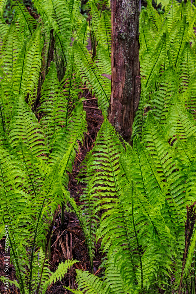 Spring ferns at the Arboretum in Seattle, Washington State, USA Stock ...