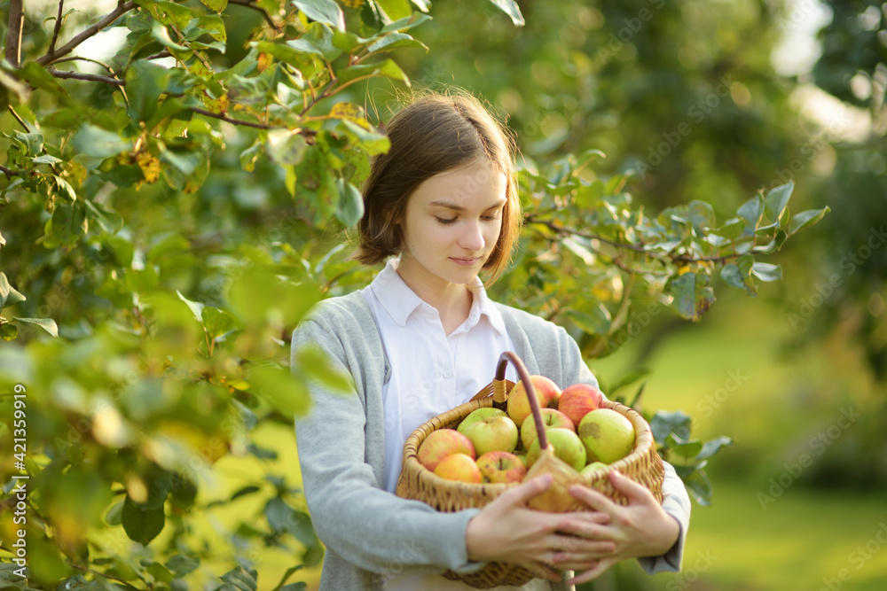 Cute young girl harvesting apples in apple tree orchard in summer day ...