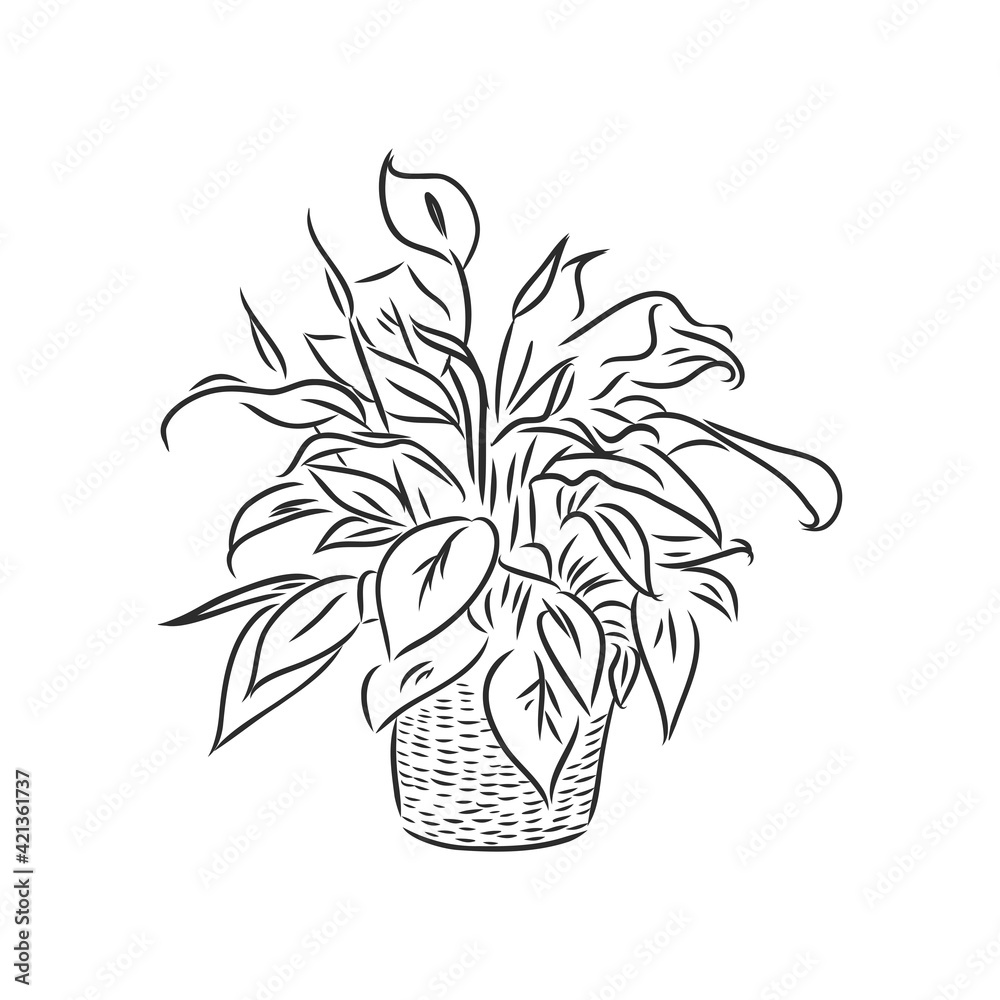 Sansevieria trifasciata hand drawn vector outline doodle icon ...