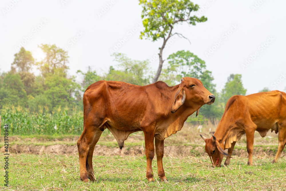 Close up portrait of cow in farm background. Cows standing on the ...