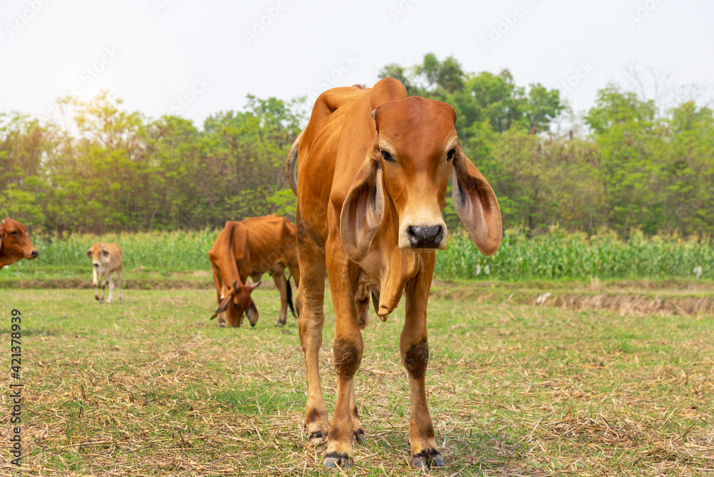 Close up portrait of cow in farm background. Cows standing on the ...