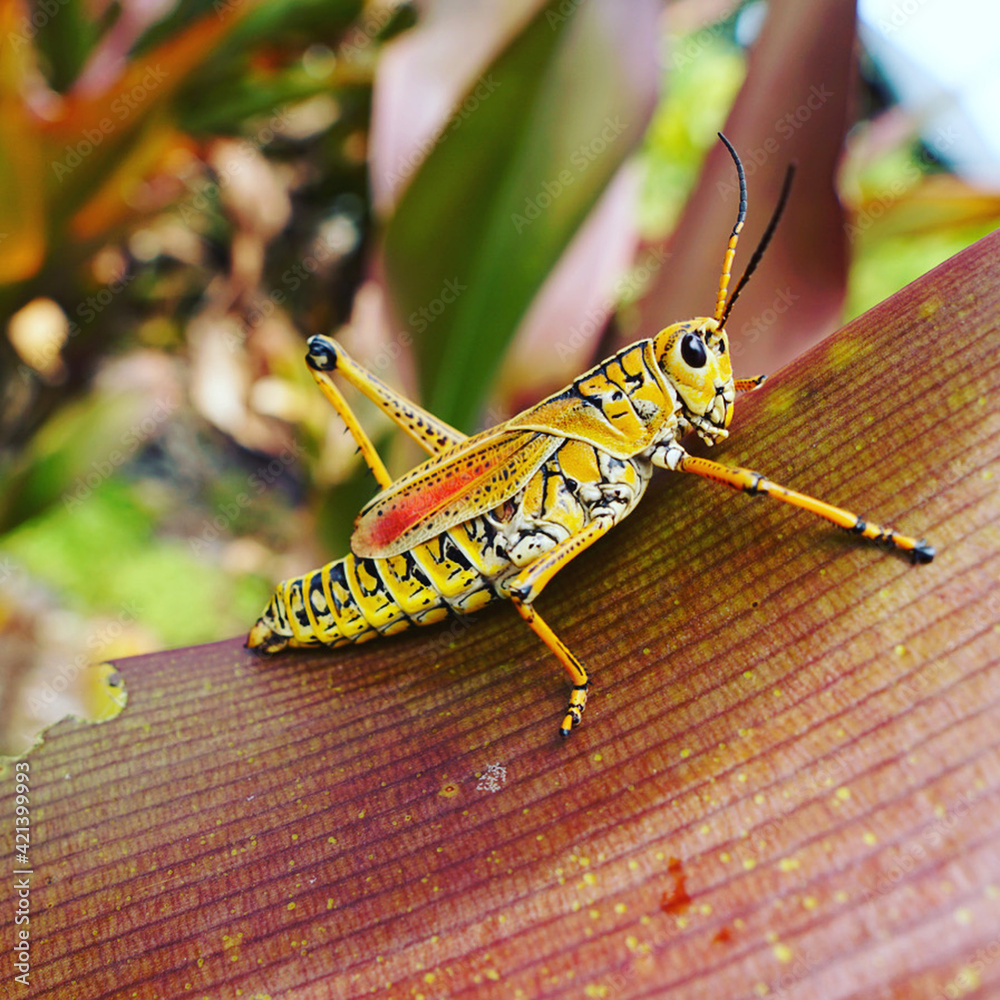 Very detailed grasshopper with awesome colors. The photo was take in ...