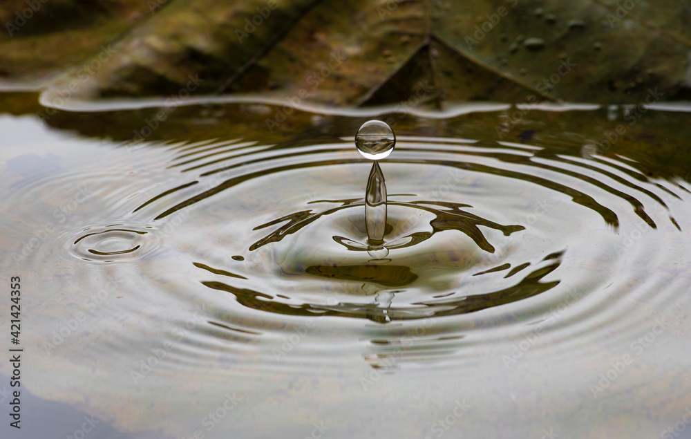 Rain drops falling into jungle pond Thailand with backdrop of native ...
