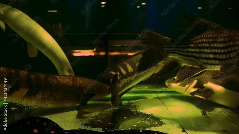 Platinum Arapaima, Snow White Arapaima, Giant Snakedhead, Redtail ...
