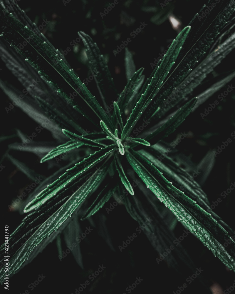 Overhead Pic Of A Plant Shaped Like X Stock Photo | Adobe Stock