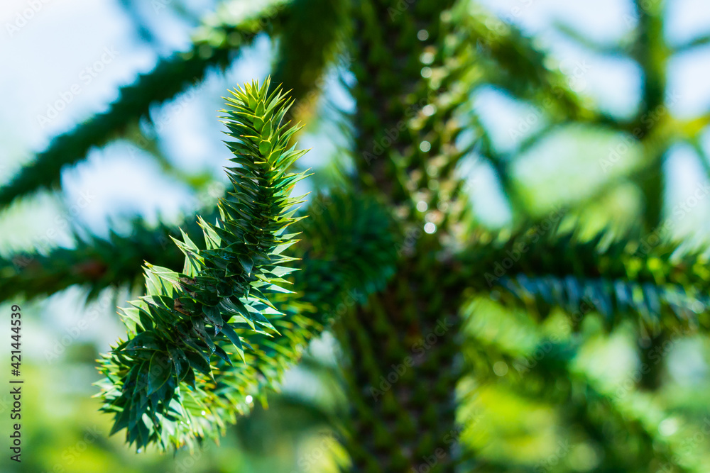 Branch of Araucaria araucana, Monkey puzzle tree, Monkey tail tree, or ...