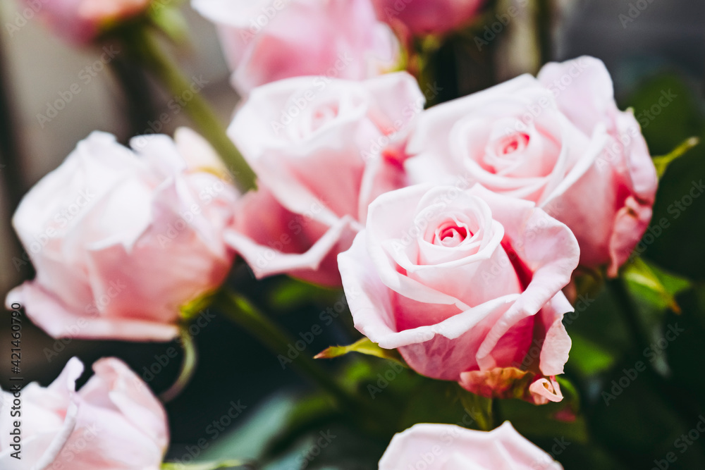 Bouquet de roses rose pour offrir Stock Photo | Adobe Stock