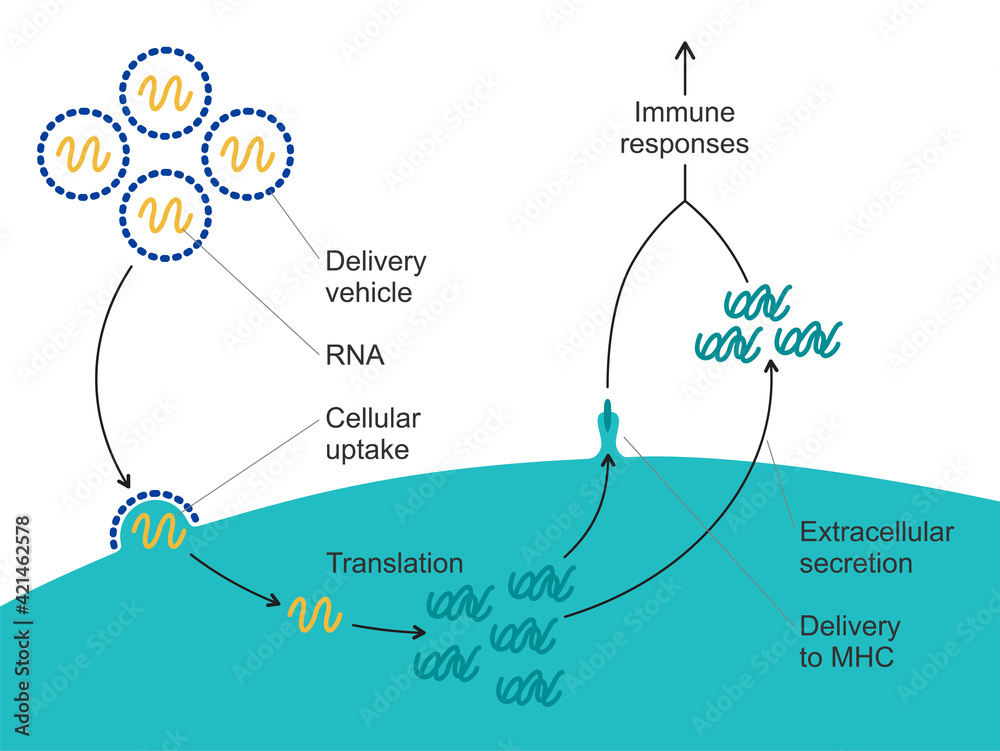 Mechanism of action - messenger RNA vaccine Stock Vector | Adobe Stock