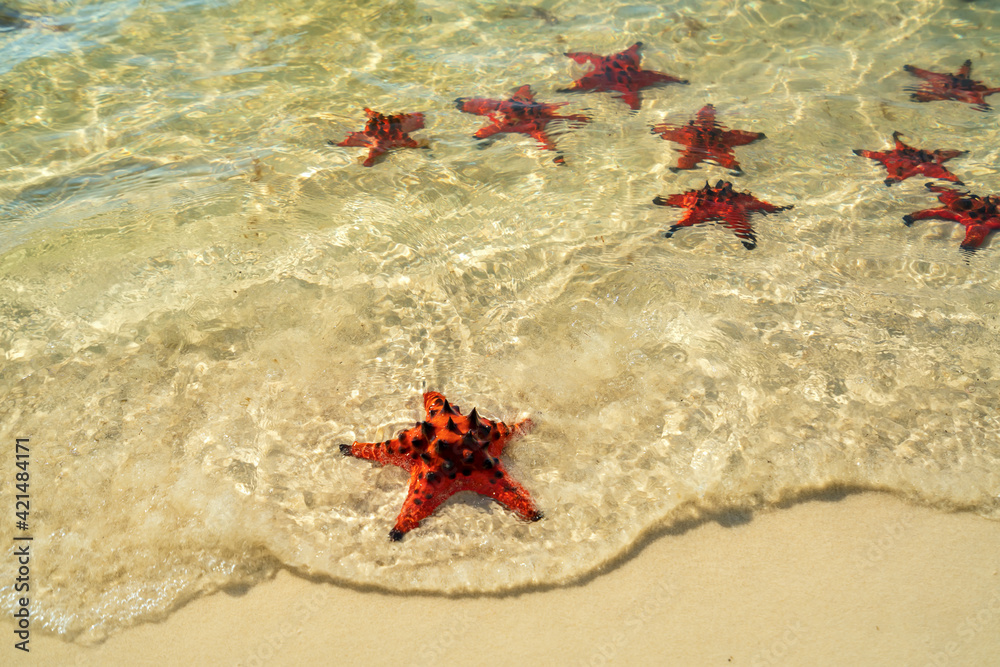 Group of Glittering Starfish on sandy beach in a beautiful sunny day ...