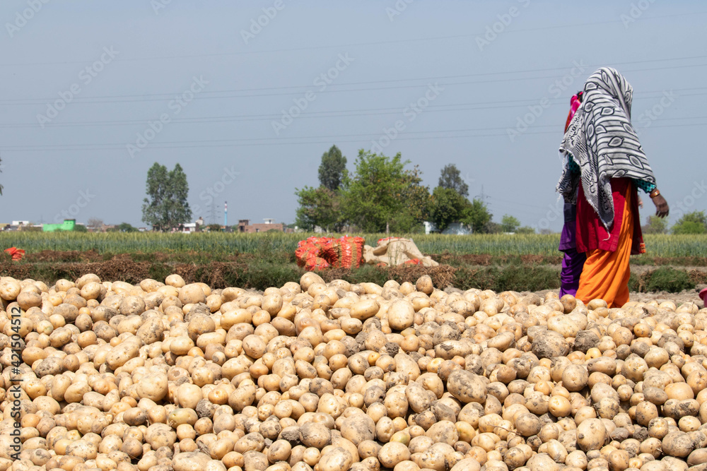 Fresh Newly Grown Indian Potatoes Aloo Ki Kheti Laying On Agricultural ...