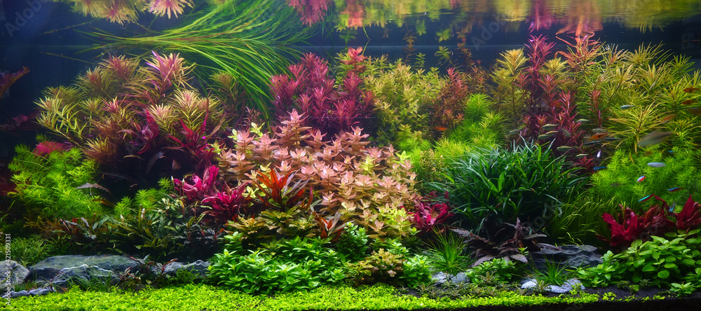 Colorful aquatic plants in aquarium tank with Dutch style aquascaping ...