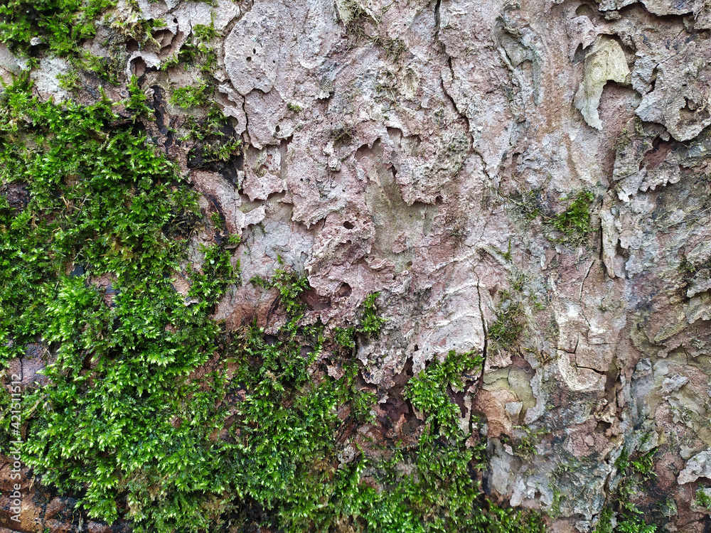 Natural background and ecological background shows a beautiful tree ...