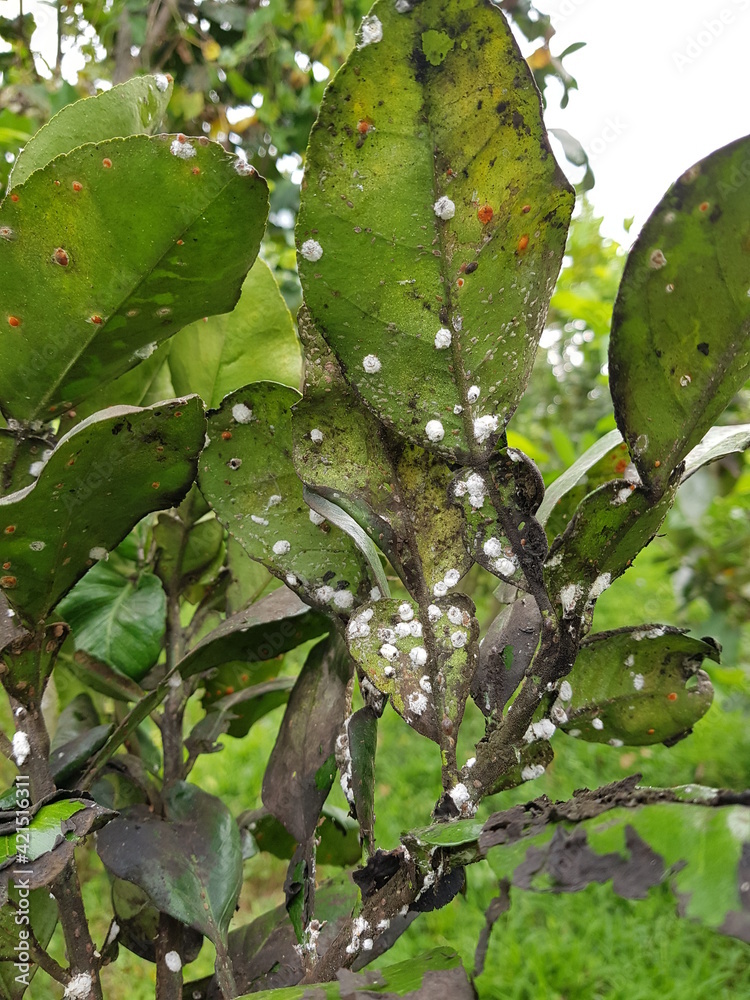 Citrus Scale insect and their enemy fungi in Viet Nam Stock Photo ...