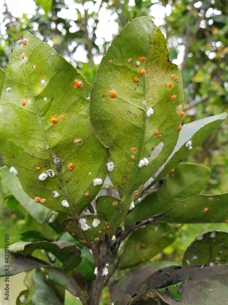 Citrus Scale insect and their enemy fungi in Viet Nam Stock Photo ...