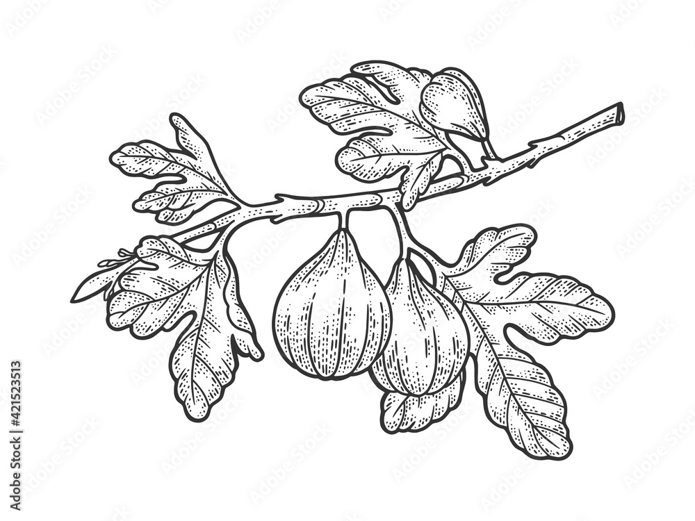 Common fig tree with fruits sketch engraving vector illustration. T ...