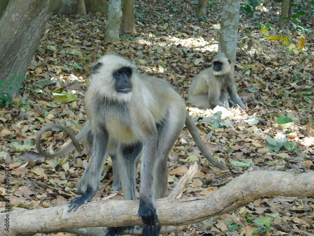 Gray langur close up , indian monkey, black face monkey, face close up ...
