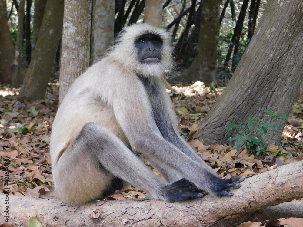 Gray langur close up , indian monkey, black face monkey, face close up ...