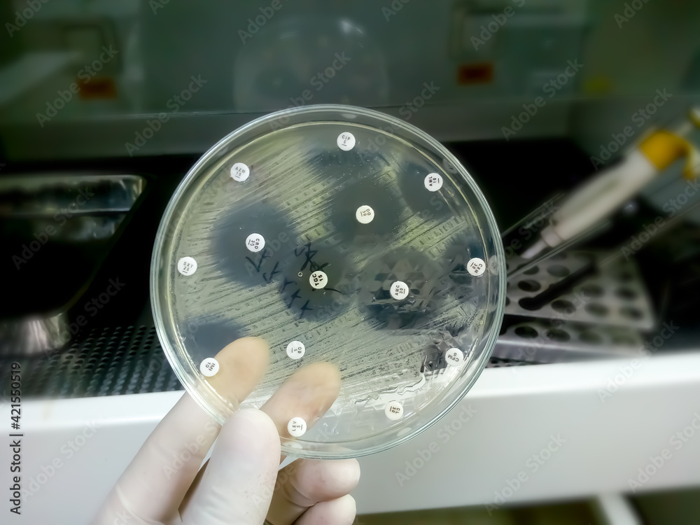 Antimicrobial susceptibility testing in petri dish. Antibiotic ...