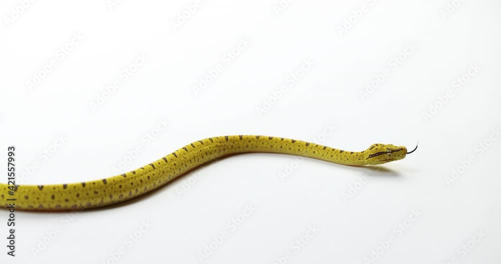 Baby Green tree python with yellow color hisses tongue - side profile ...