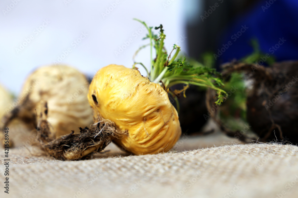 Fresh maca roots or Peruvian ginseng (lat. Lepidium meyenii) with maca ...