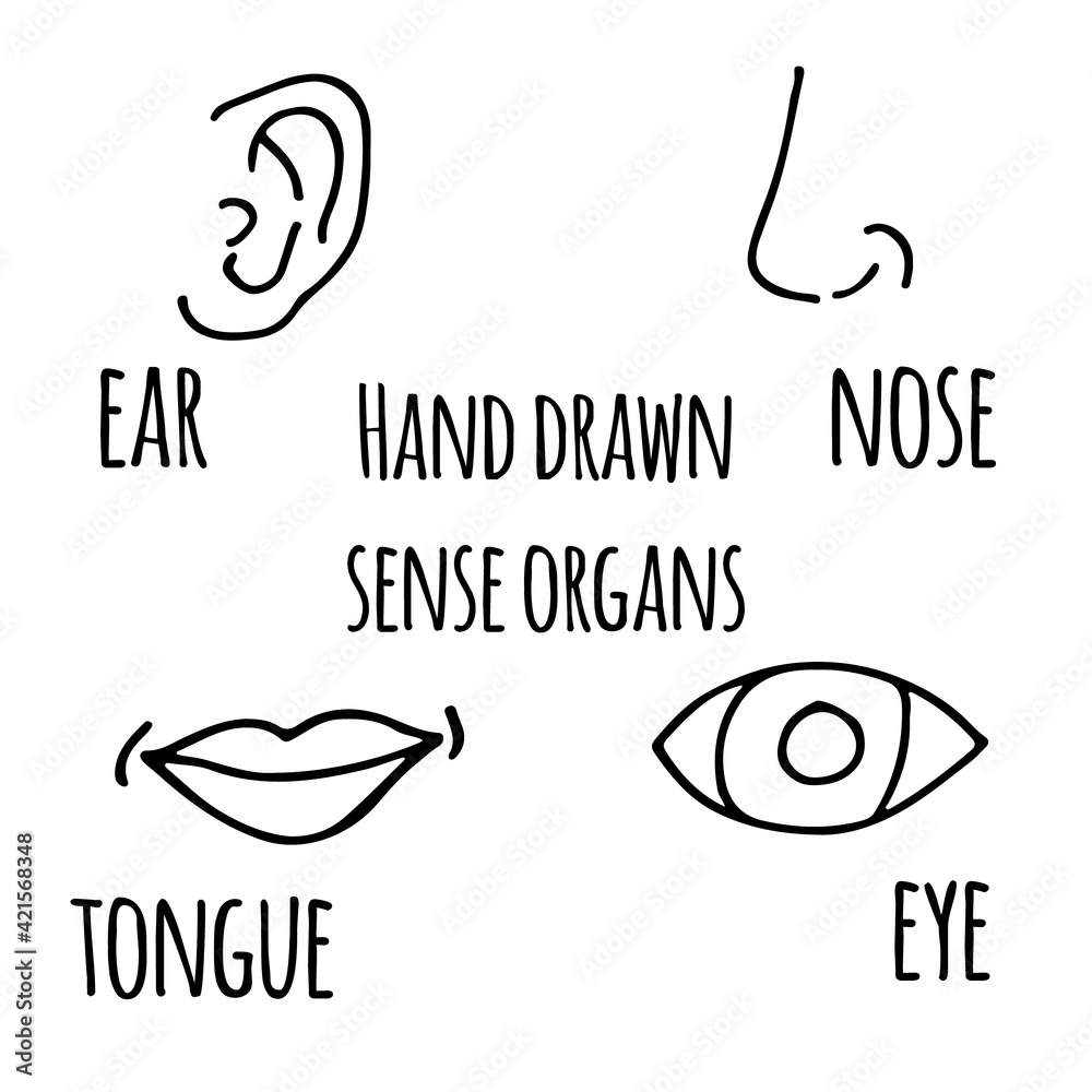 Vector hand drawn sense organs illustrations with text Stock Vector ...