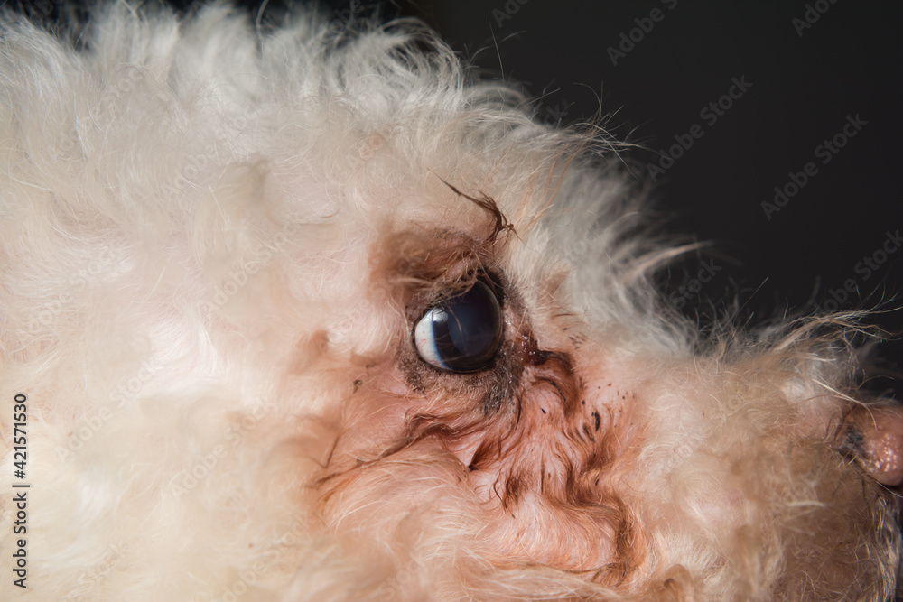 white dog with malassezia pachydermatis around the eyes foto de Stock ...