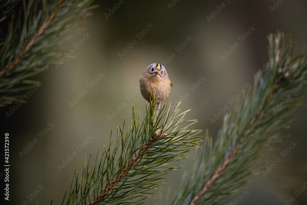 Regulus regulus smallest bird of Europe in wild nature Stock Photo ...
