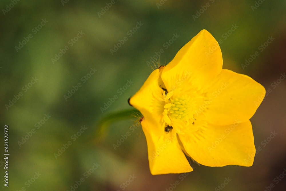 une fleur jaune au printemps. Une fleur printanière. Macrophotographie ...