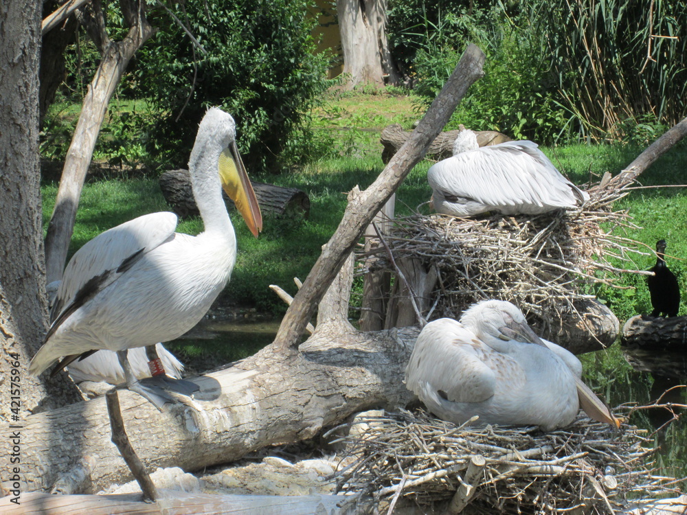 Pelicans in an Austrian Zoo in their Habitat Nesting and Rearing their ...