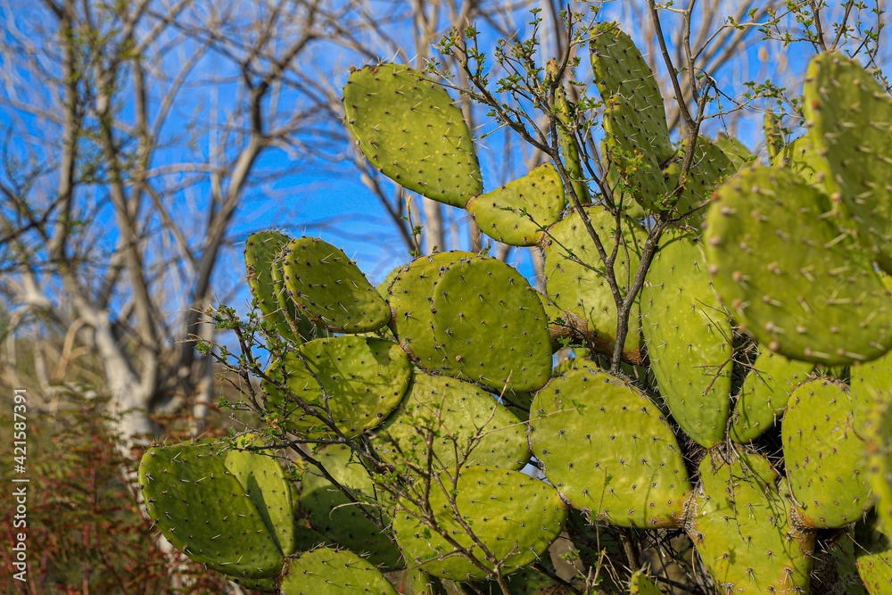 Green flat rounded stalks of cacti and mesquite tree branches in the ...