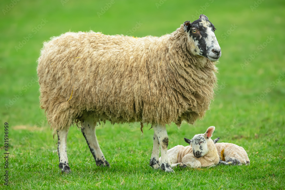 Swaledale mule sheep with her newborn twin lambs in Springtime, stood ...