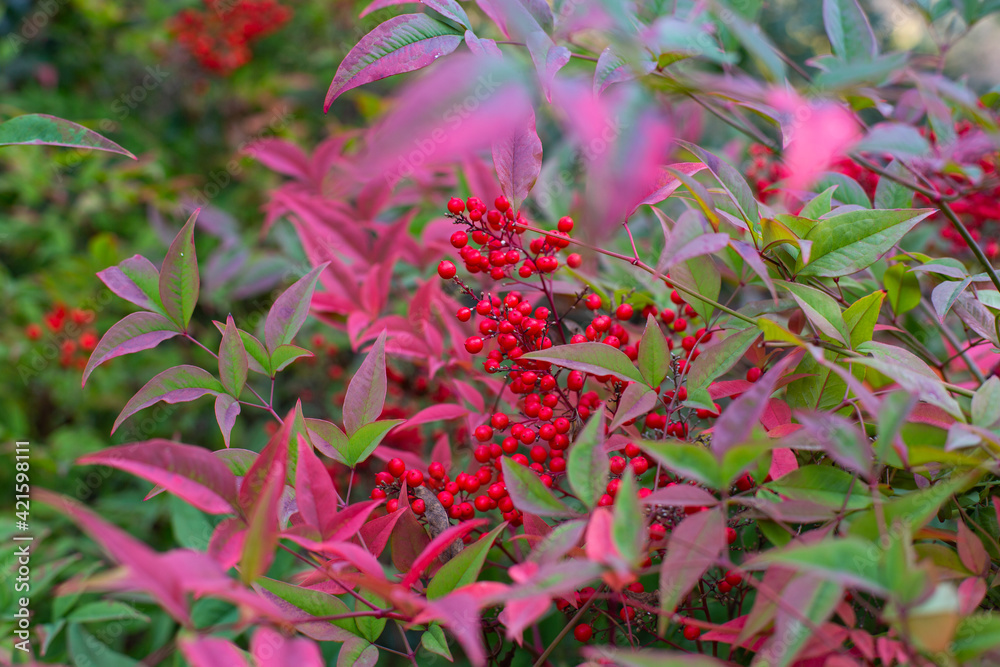 A rare plant with red berries Stock Photo | Adobe Stock