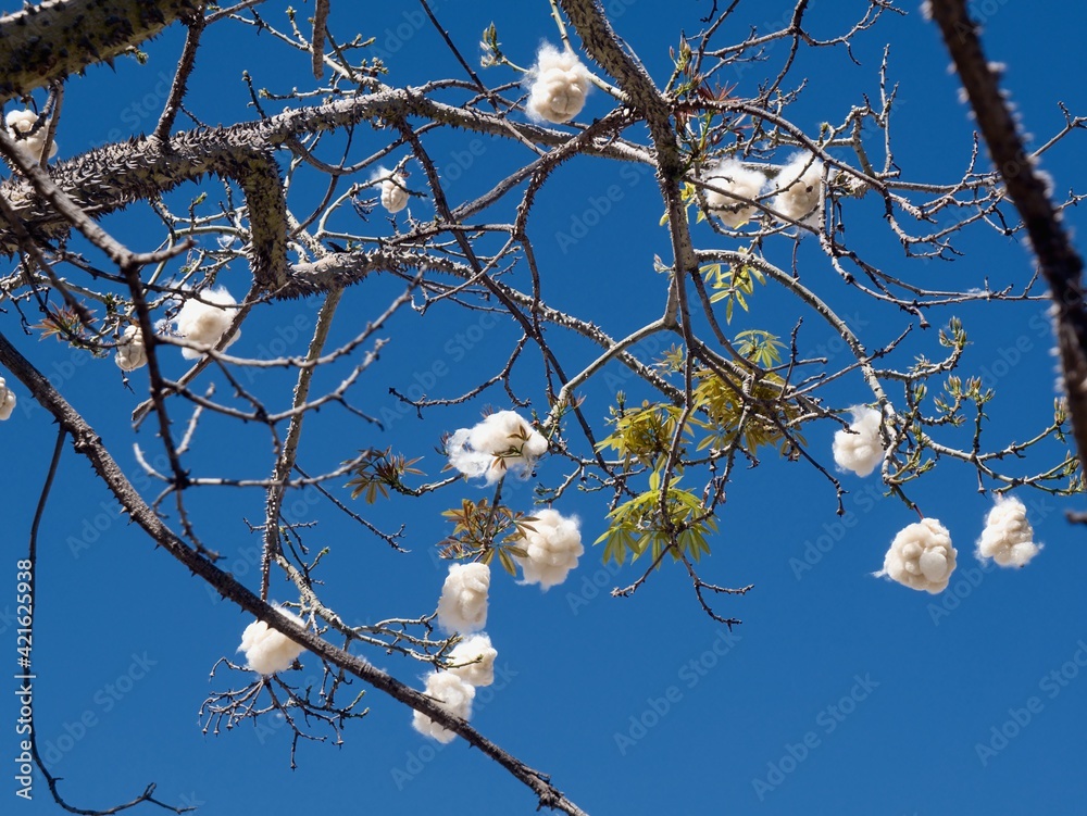 The burst seed pod of a kapok tree (Ceiba pendandra). He is the largest ...