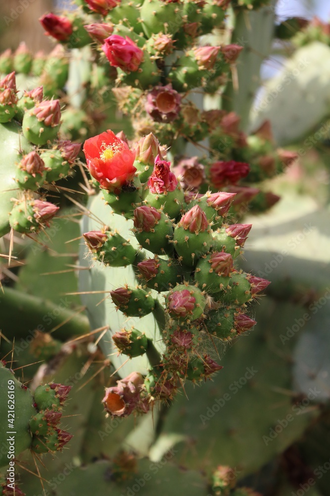 Red Flowers und buds of Opuntia ficus-indica in Palermo, Sicily Italy ...