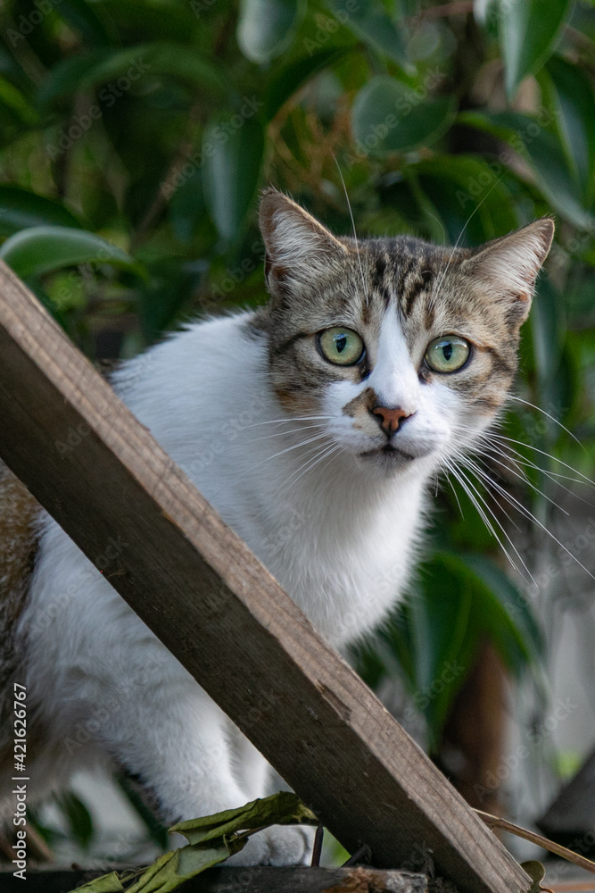 Scared grey white cat looks at the camera with apprehension. Homeless ...
