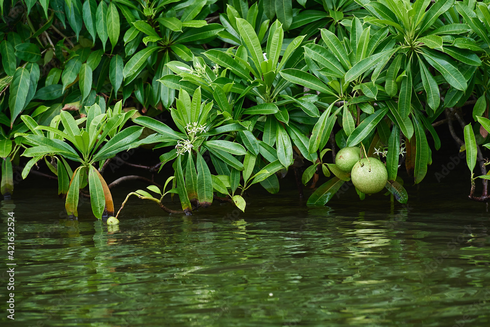 Cerbera odollam is a plant species in the family Apocynaceae and ...