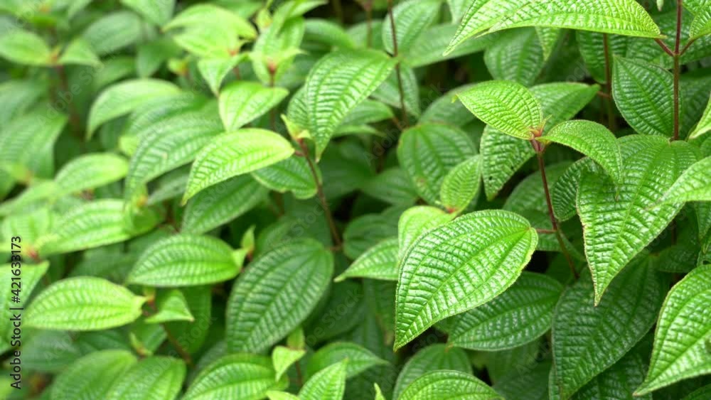 Plants at Manoa Cliff Trail，Honolulu, Oahu, Hawaii forest Clidemia ...