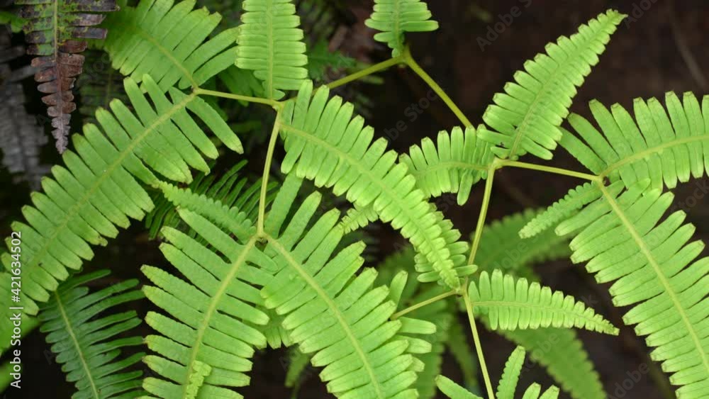 Plants at Manoa Cliff Trail，Honolulu, Oahu, Hawaii forest Dicranopteris ...