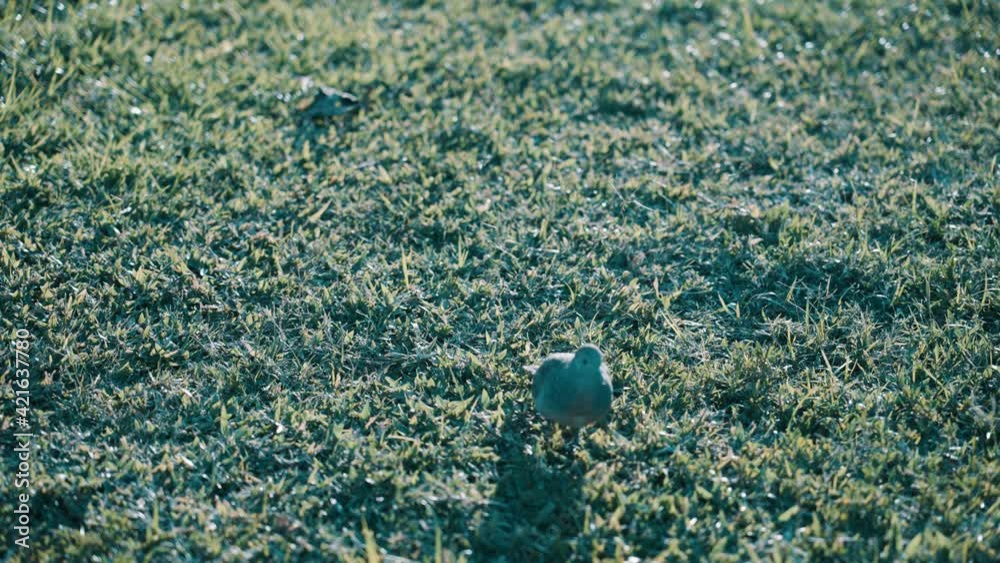 Vidéo Stock Bird. The zebra dove (Geopelia striata), also known as the ...