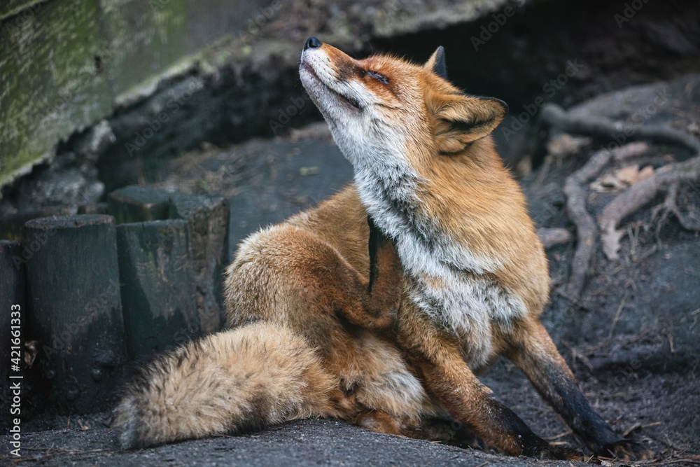 Fluffy red fox scratching its neck with its hind paw. Furry fox with ...