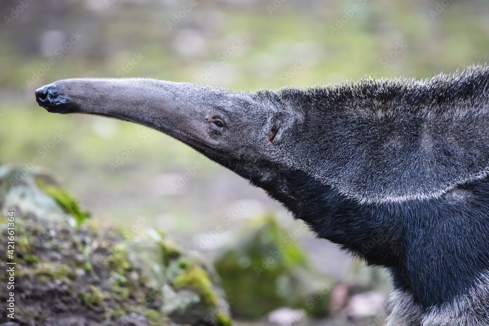 Anteater Head