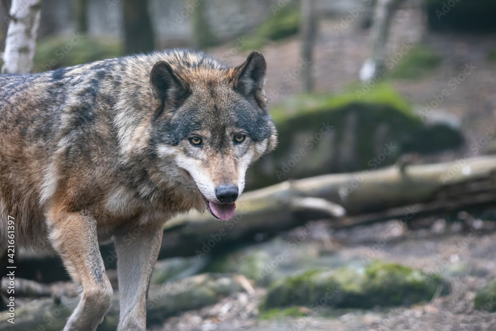 Close-up portrait of the grey wolf with open mouth in the forest ...