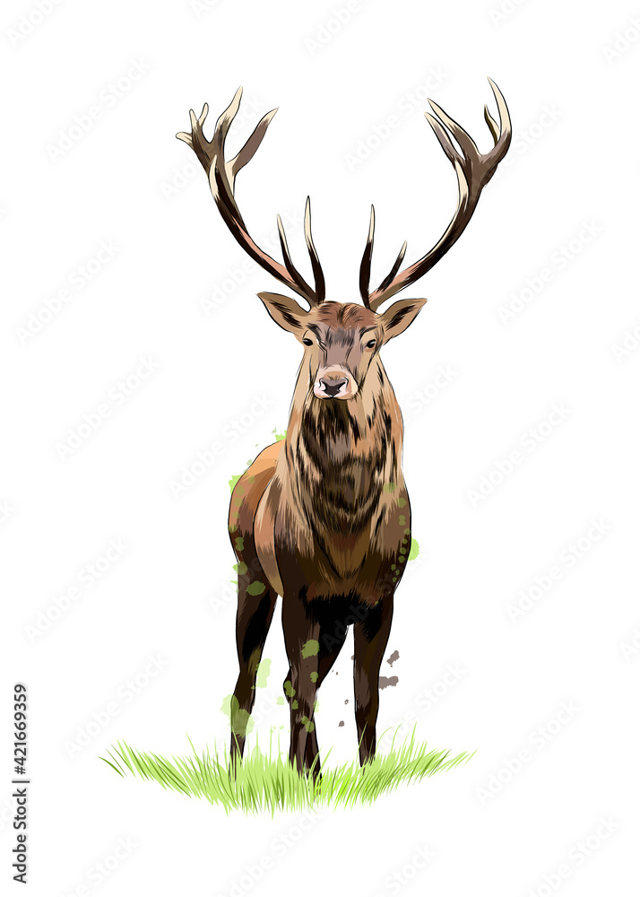Red deer from a splash of watercolor, colored drawing, realistic ...