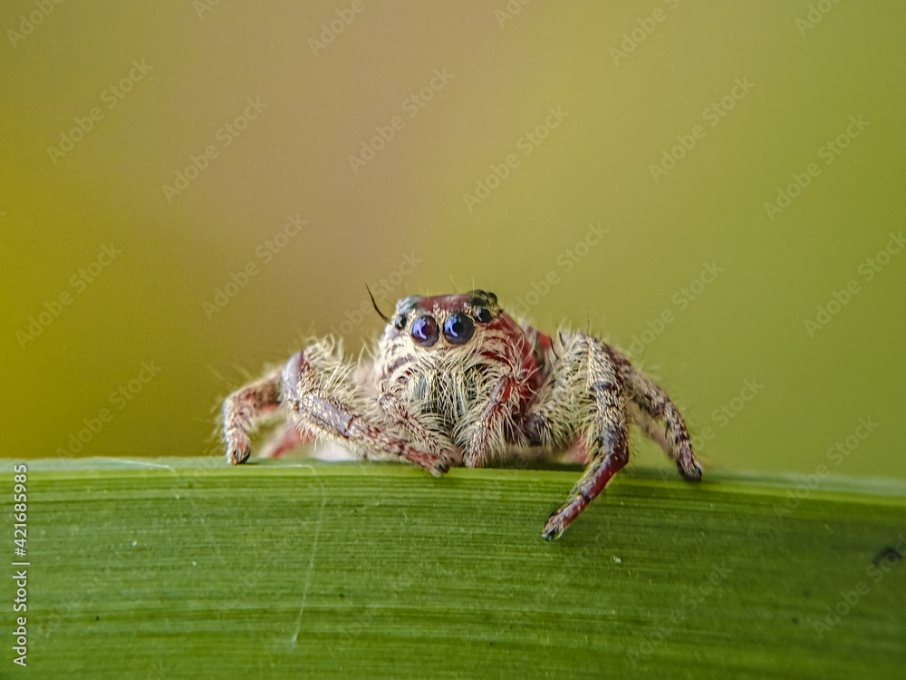 Jumping Spider, Hyllus Diardi Stock Photo | Adobe Stock