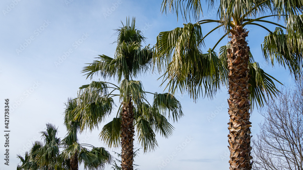 Crown palm trees Washingtonia filifera, commonly known in Sochi as fan ...