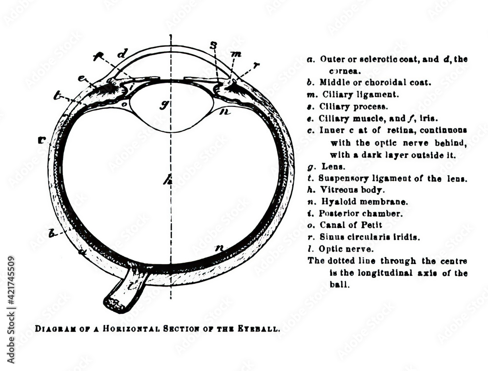 Horizontal section of the eyeball from an old anatomy textbook Stock ...