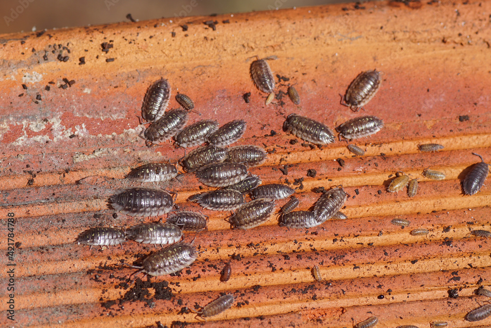 Common woodlice (Oniscus asellus), family Oniscidae. On the underside ...